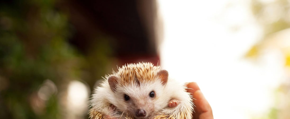 National Hedgehog Day (February 2nd) | Days Of The Year