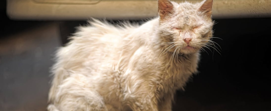 International Homeless Animals Day (August 16th, 2025) | Days Of The Year