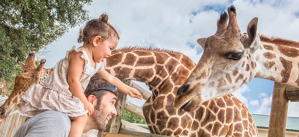 Scottish Wildcat Day (August 8th) | Days Of The Year