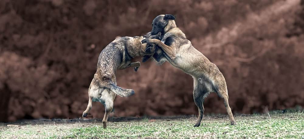 National Checkers Day (September 23rd) | Days Of The Year