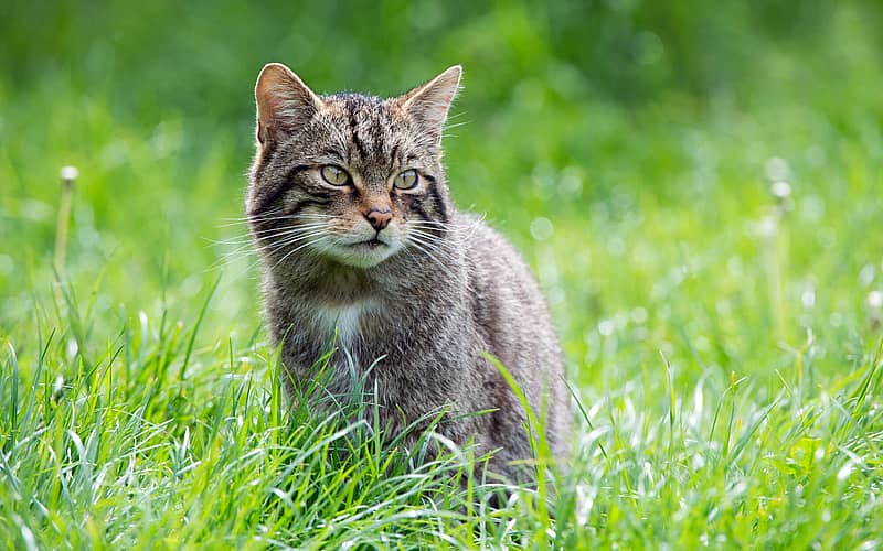 International Cat Day (August 8th) – Days Of The Year