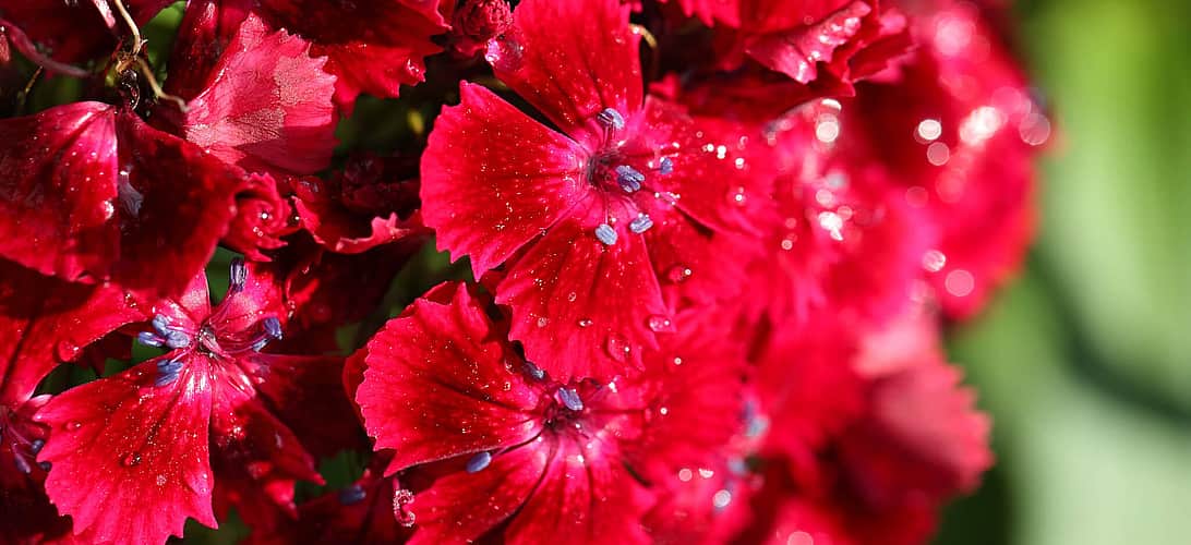 Freethinkers Day (January 29th) | Days Of The Year