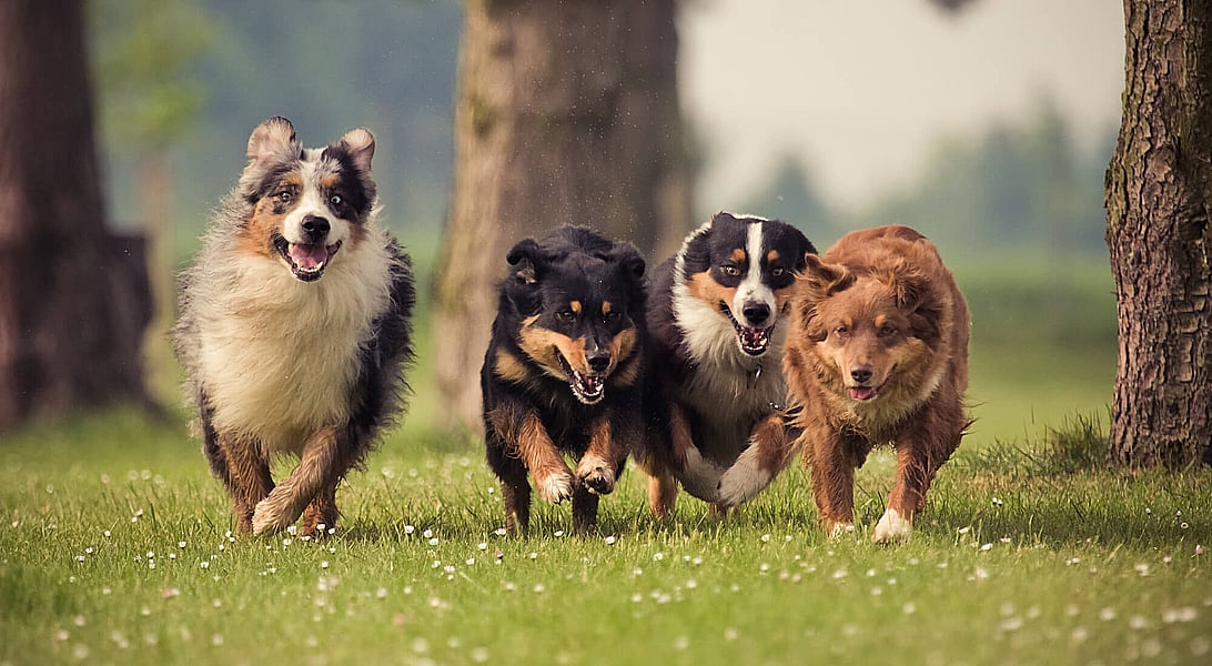 International Corgi Day (June 4th) | Days Of The Year