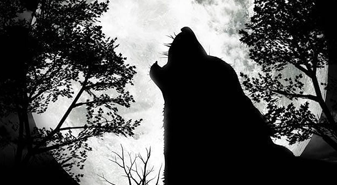 National Hug A Sheep Day (October 26th, 2024) | Days Of The Year