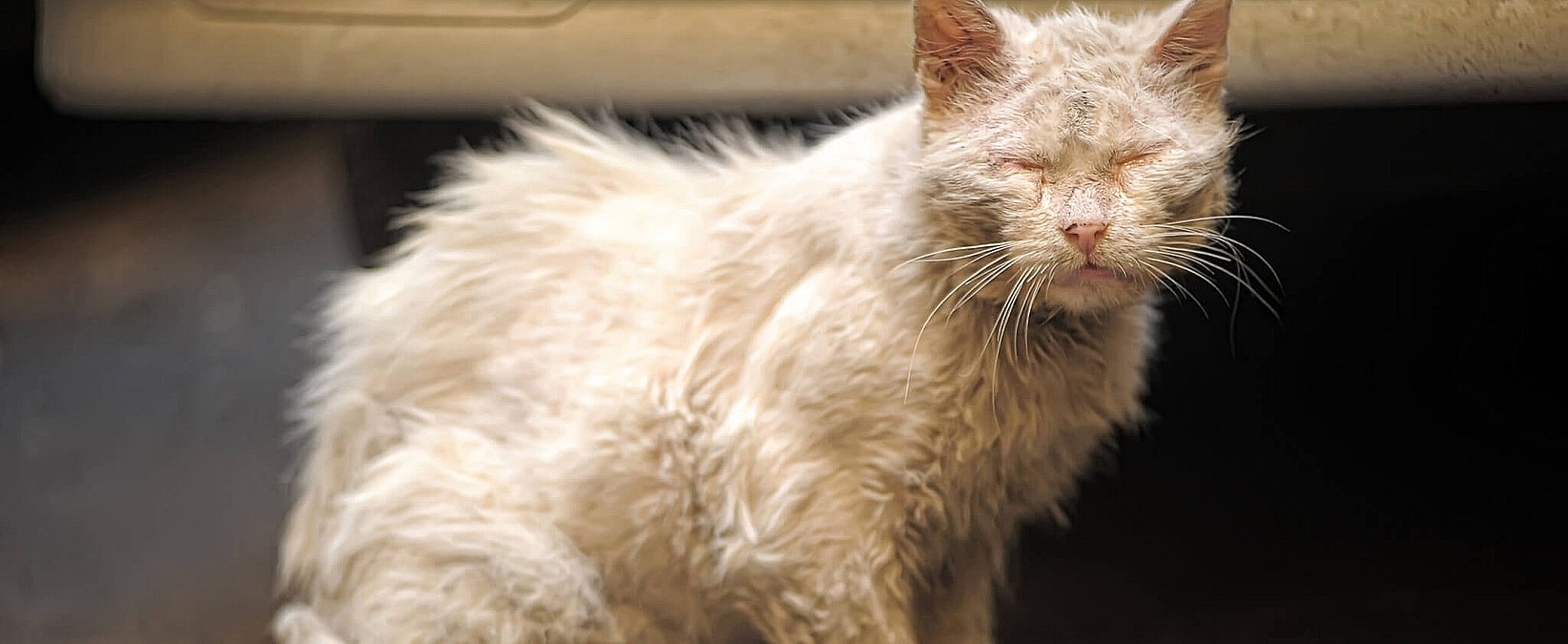 International Homeless Animals Day (August 16th, 2025) | Days Of The Year