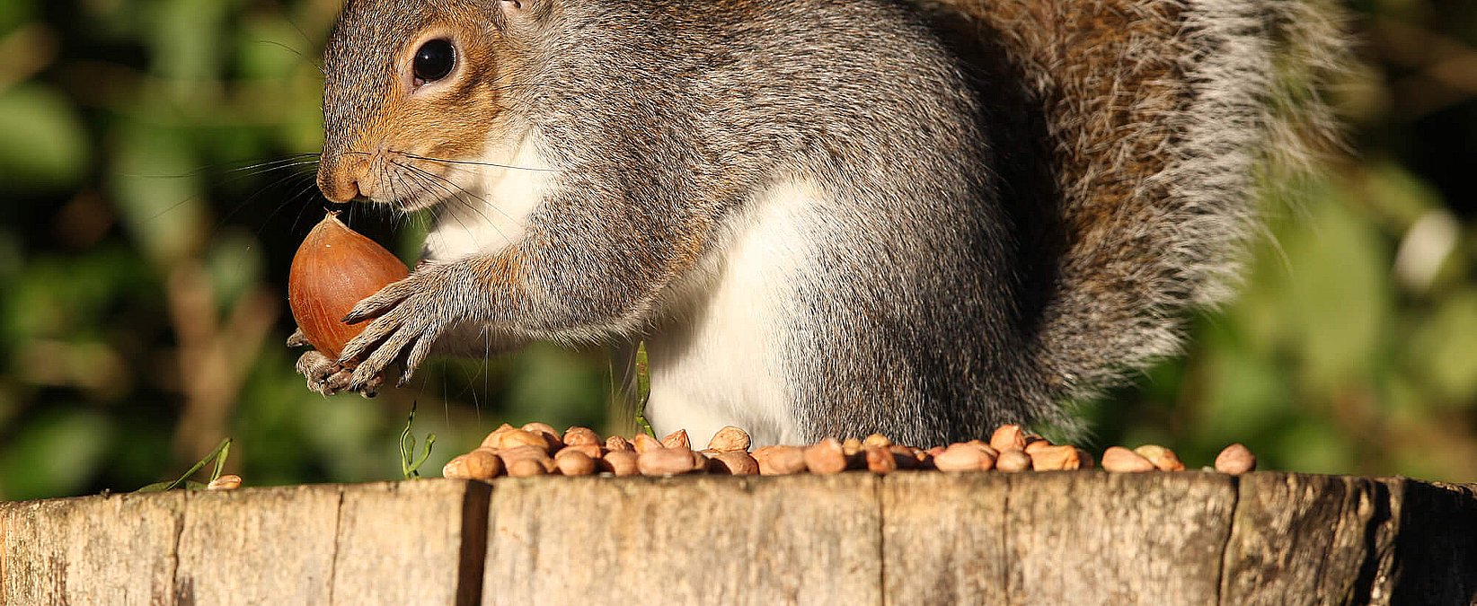 National Squirrel Appreciation Day (January 21st) | Days Of The Year