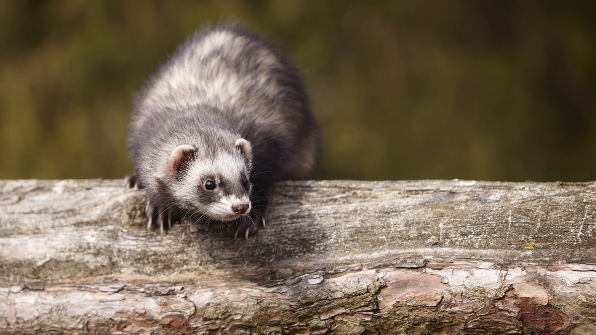 Adopt A Ferret Month (April 2025) | Days Of The Year