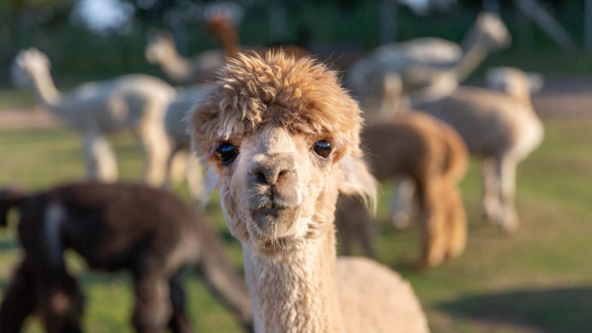 National Alpaca Day (September 26th) | Days Of The Year