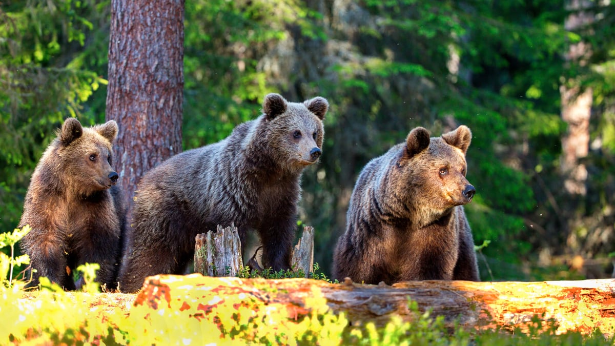 Bear Necessities Month (September 2024) | Days Of The Year