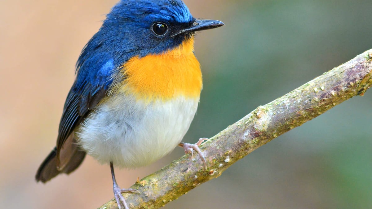 National Bird Day (January 5th) | Days Of The Year