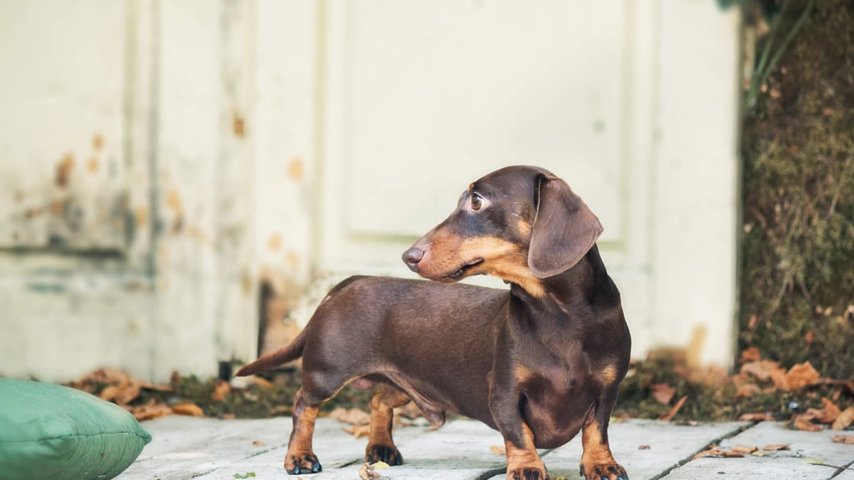 National Dachshund Day (June 21st) | Days Of The Year
