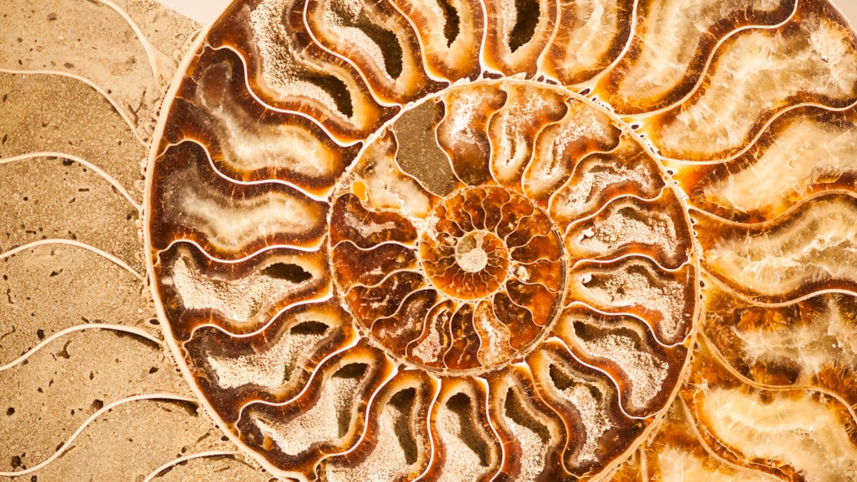 National Fossil Day (October 16th, 2024) | Days Of The Year