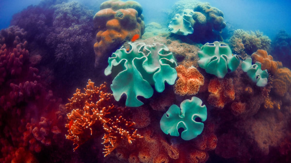 Coral Triangle Day (June 9th) | Days Of The Year