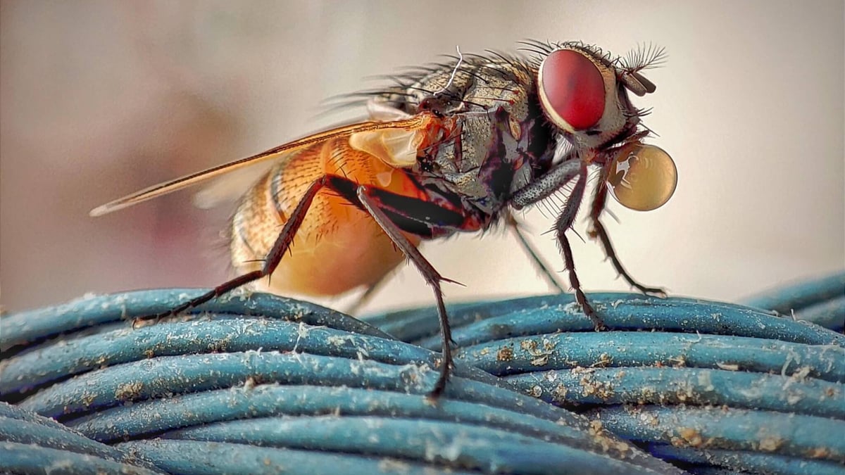 Fight the Filthy Fly Month (June 2025) | Days Of The Year