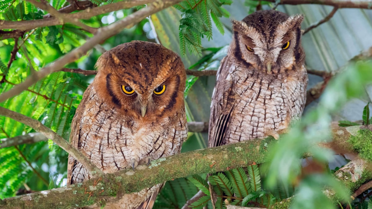 International Owl Awareness Day (August 4th) | Days Of The Year