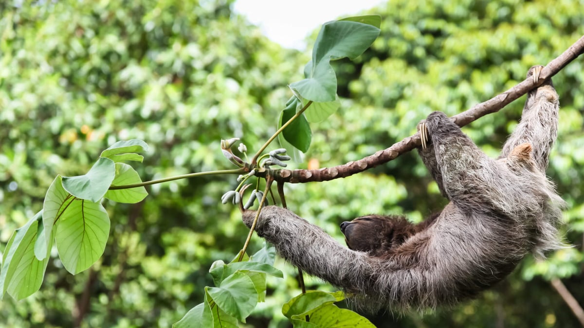 International Sloth Day (October 20th) | Days Of The Year