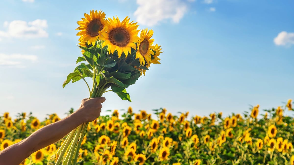 International Sunflower Guerrilla Gardening Day (May 1st) | Days Of The ...