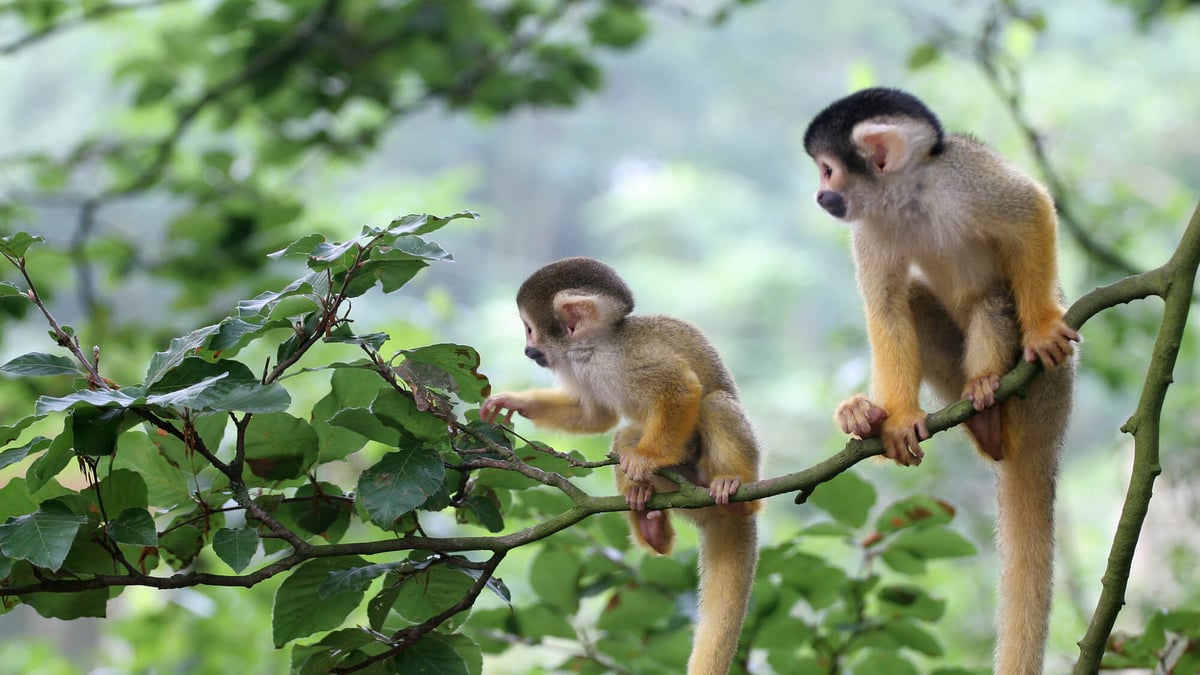 Monkey Day (December 14th) | Days Of The Year