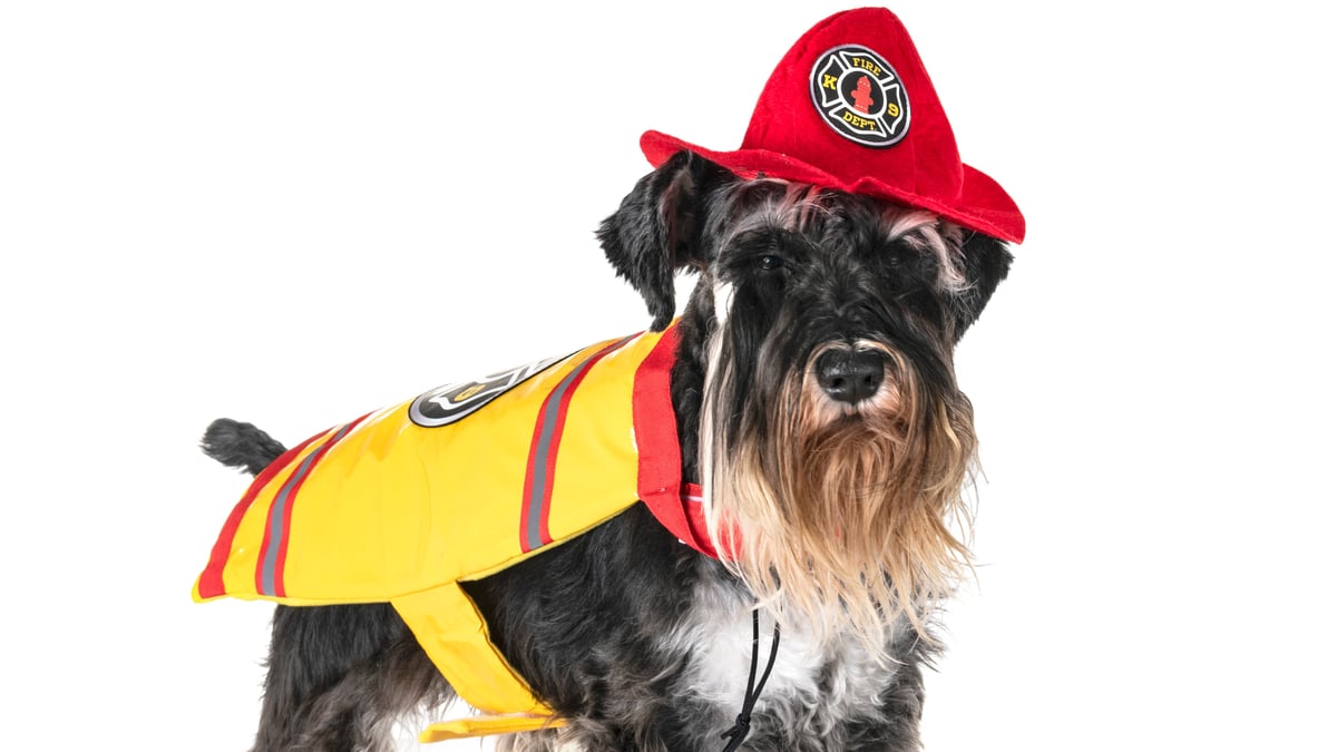 National Fire Pup Day (October 1st) | Days Of The Year