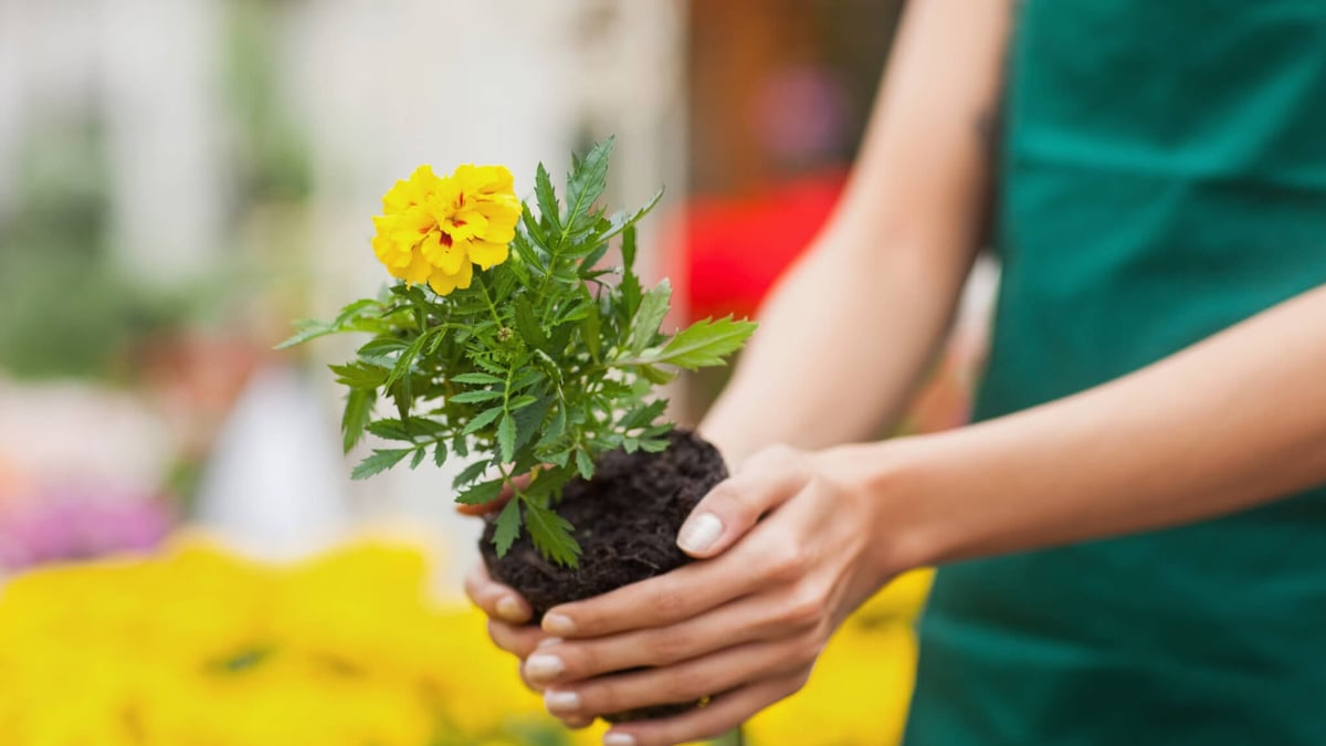 National Plant a Flower Day (March 12th) | Days Of The Year