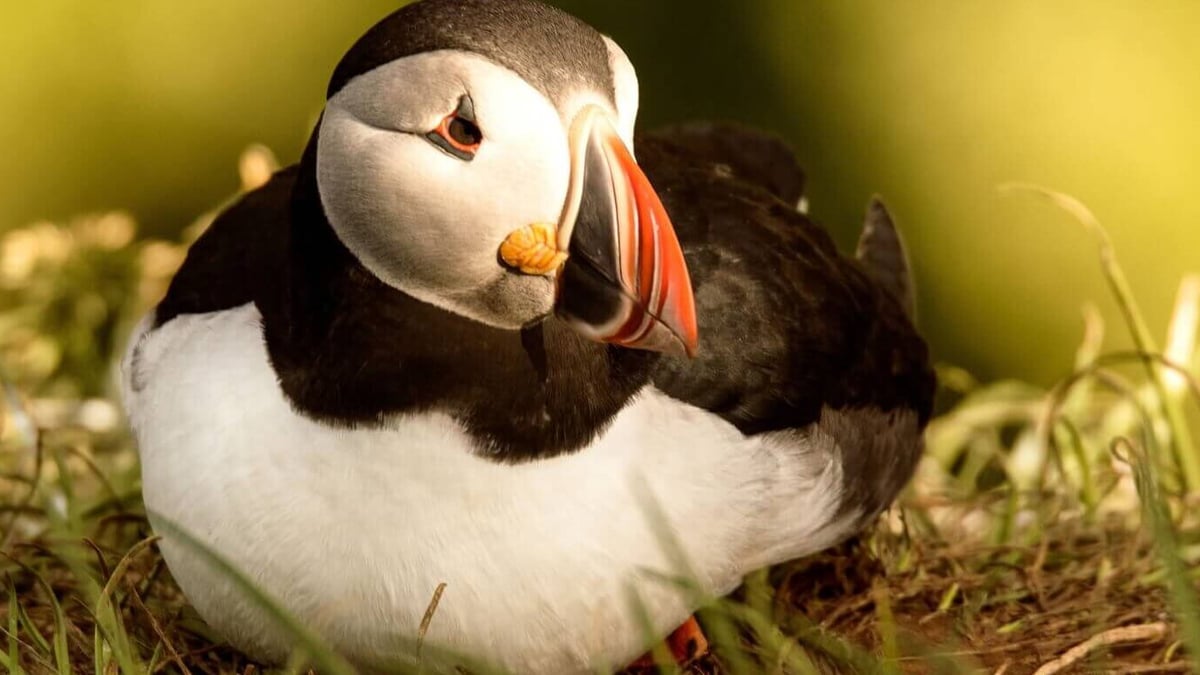 Puffin Day (April 14th) | Days Of The Year