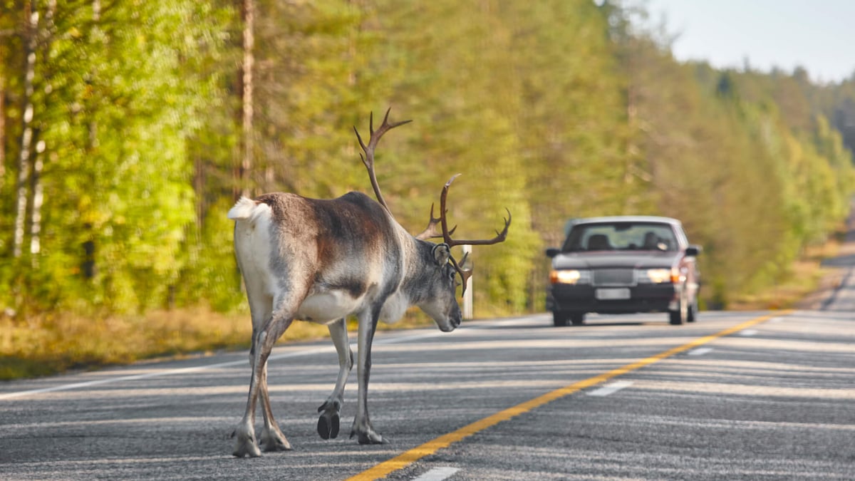 National Roadkill Day (September 25th) | Days Of The Year