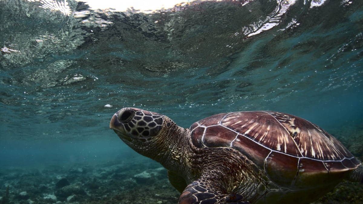 World Turtle Day (May 23rd) | Days Of The Year