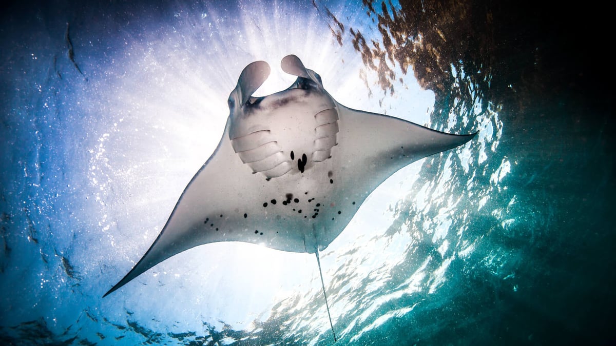 World Manta Day (September 17th) | Days Of The Year