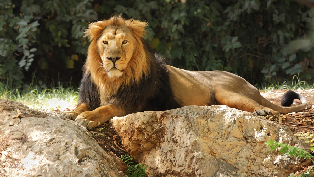 National Zoo Lovers Day (April 8th) | Days Of The Year