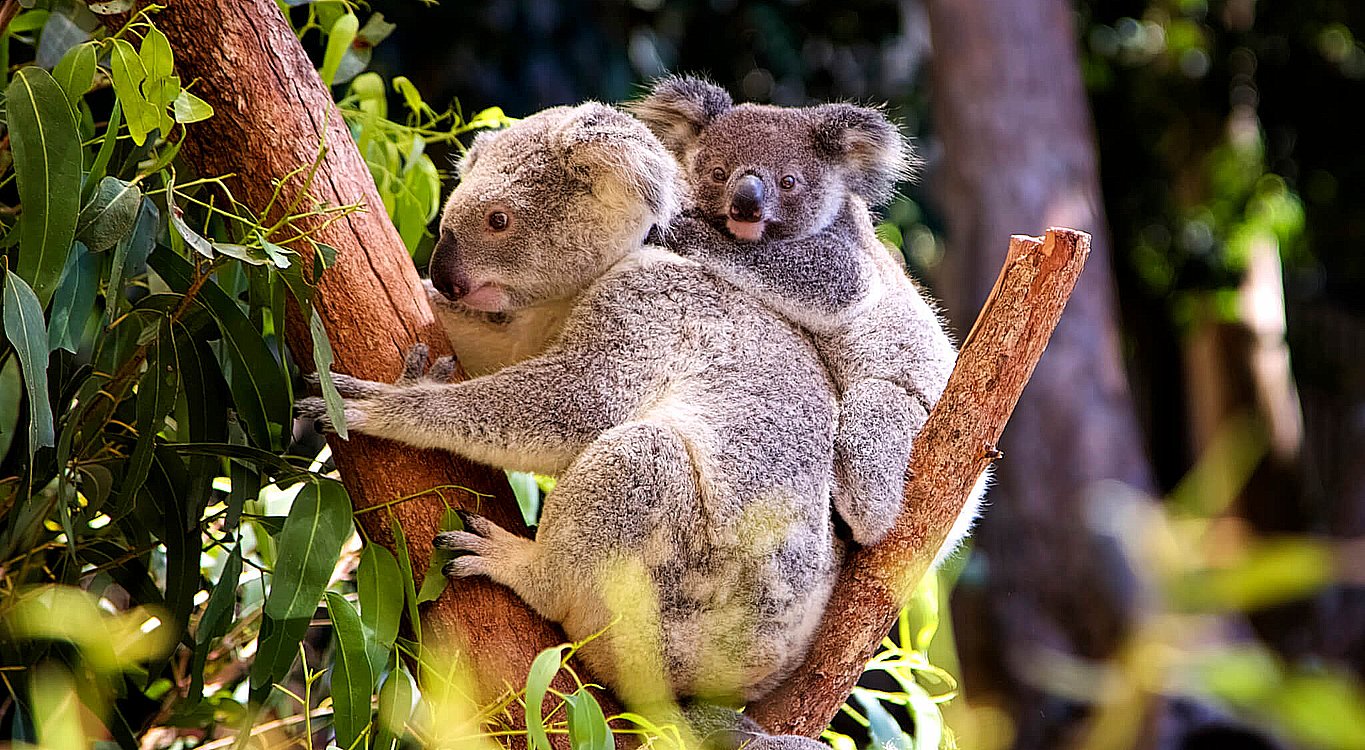 World Octopus Day (October 8th) | Days Of The Year