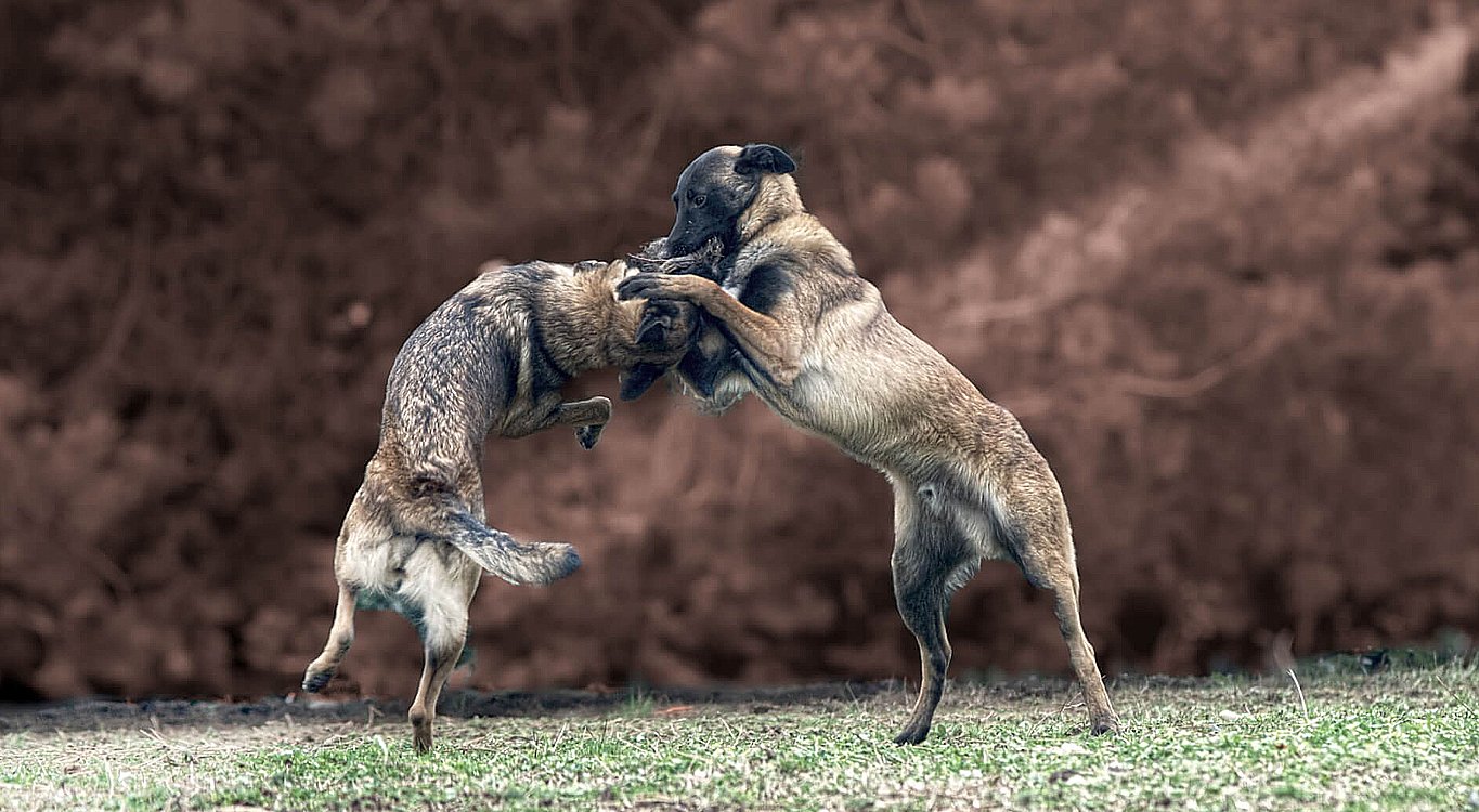 National Checkers Day (September 23rd) | Days Of The Year