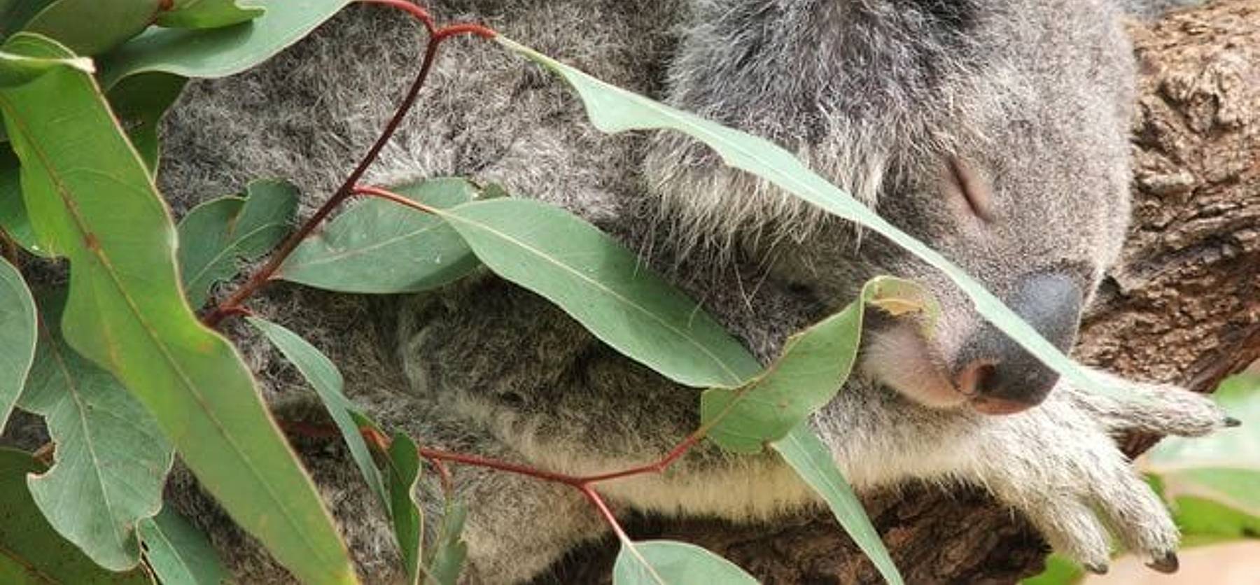 Hug an Australian Day (April 26th) – Days Of The Year