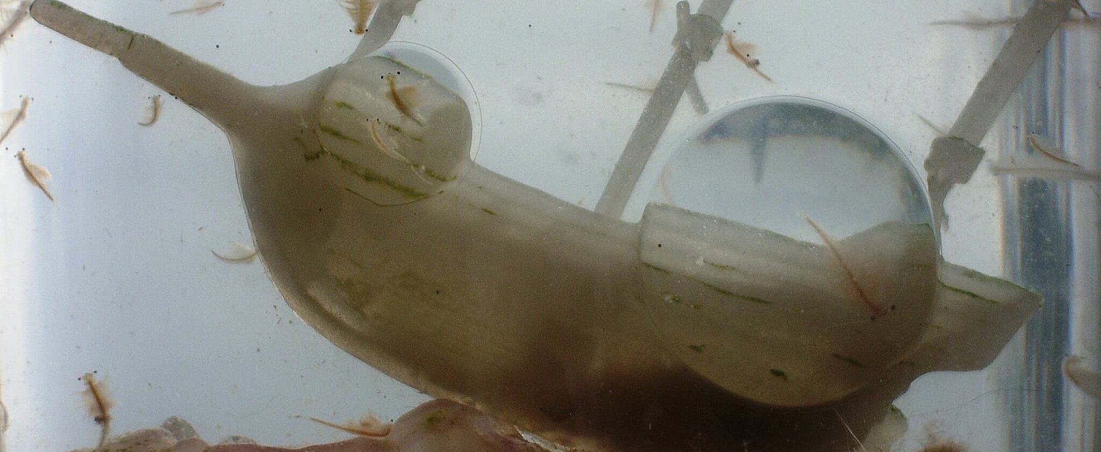 National Sea Monkey Day (May 16th) | Days Of The Year