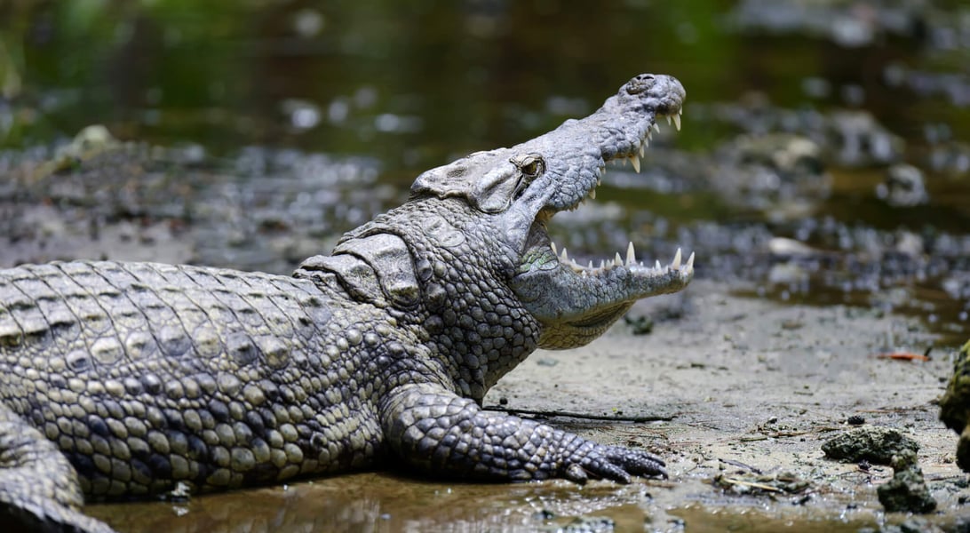National Frog Month (April 2026) | Days Of The Year