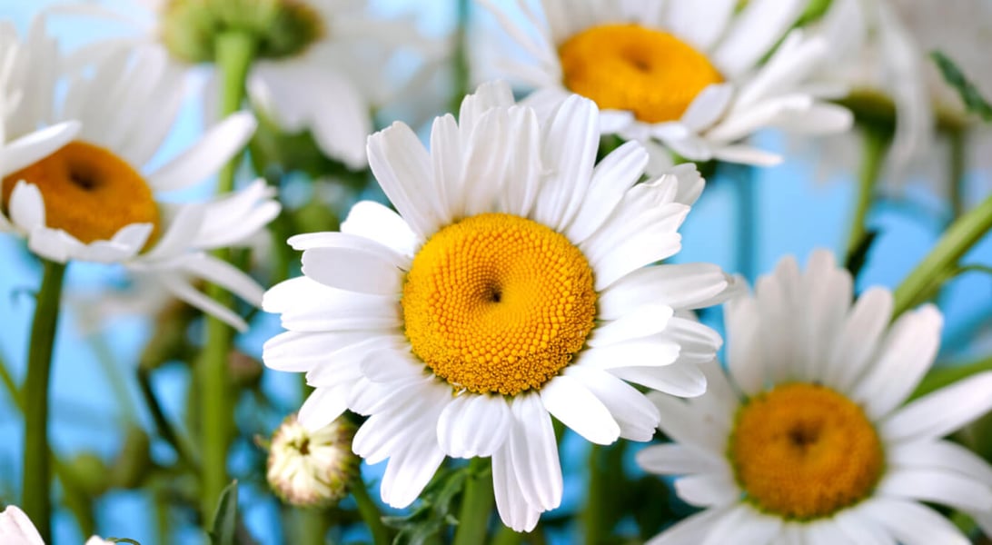 National Wildflower Week (May 3rd to May 9th) | Days Of The Year
