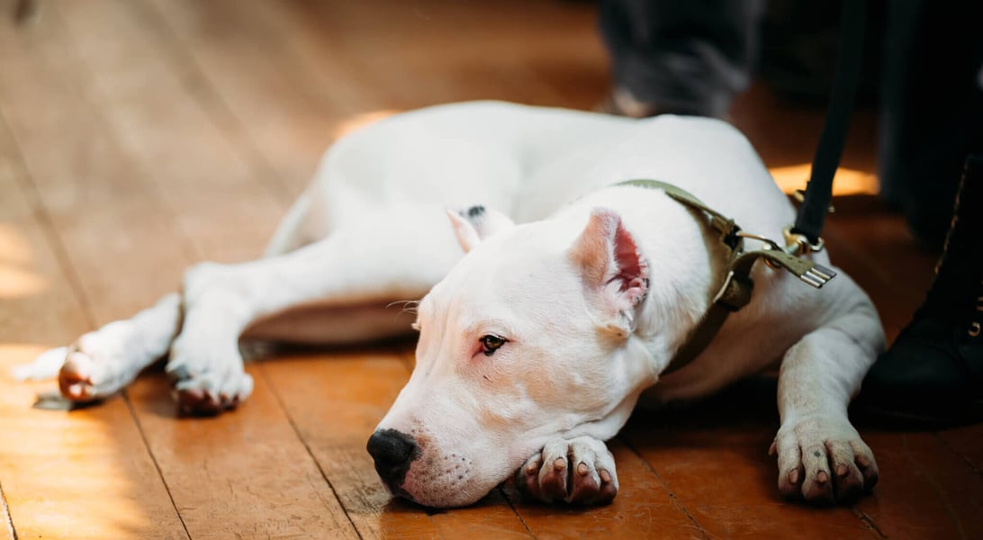 National Walking the Dog Day (February 22nd) | Days Of The Year