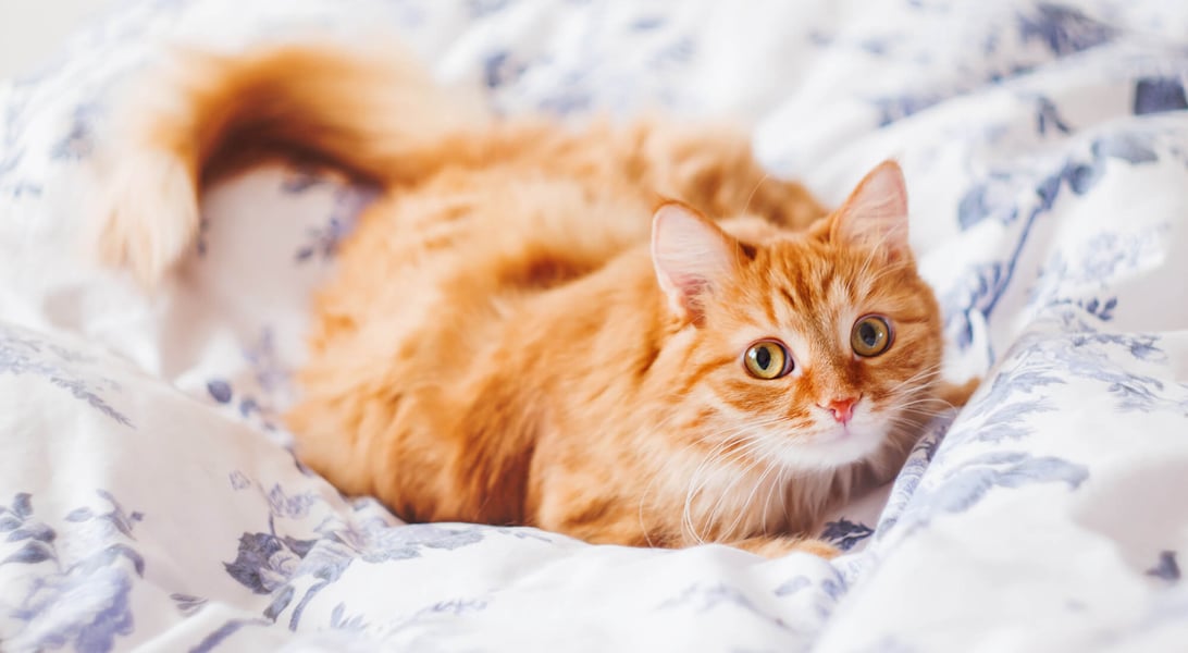 National Cherry Popover Day (September 1st) | Days Of The Year