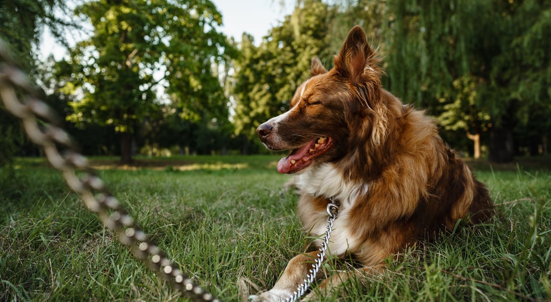 National Checkers Day (September 23rd) | Days Of The Year
