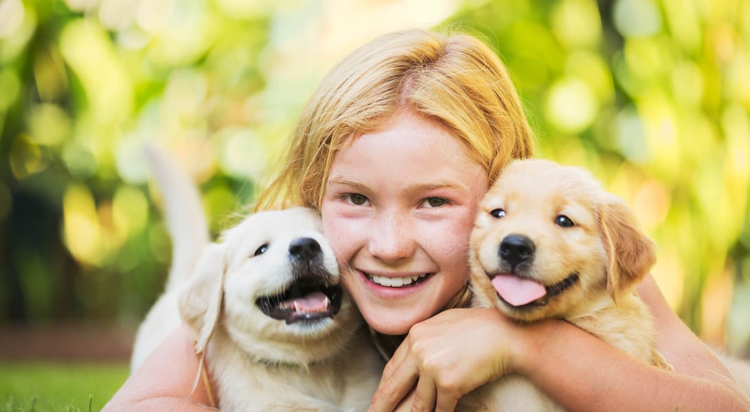 National Golden Retriever Day (February 3rd) | Days Of The Year