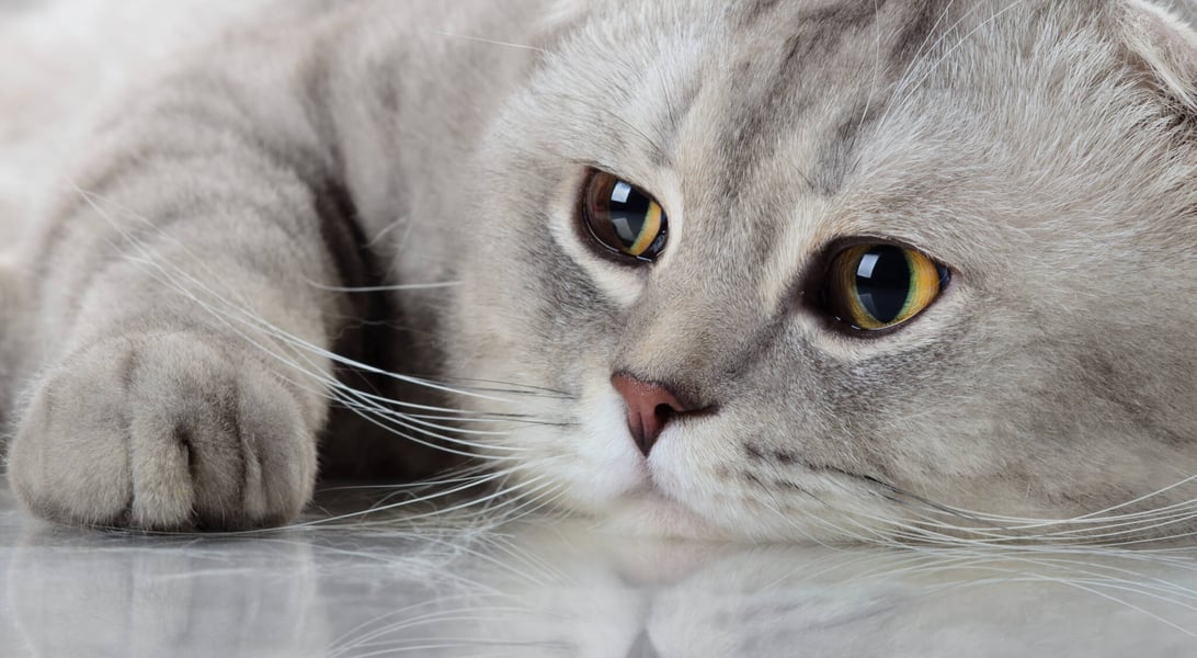 National Pickleball Day (August 8th) | Days Of The Year
