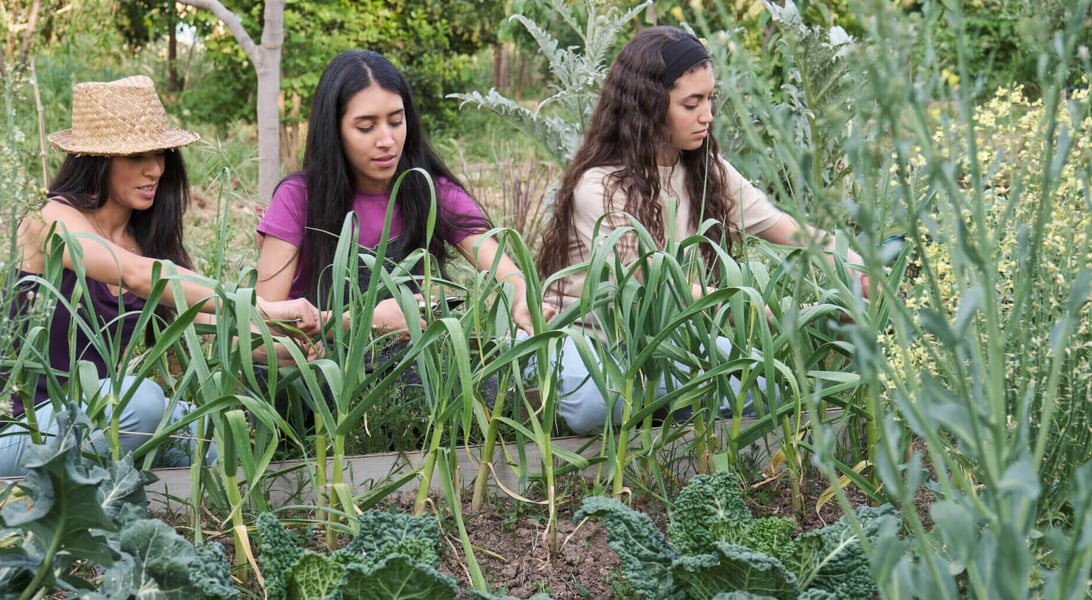 National Sunflower Day (August 1st, 2026) | Days Of The Year