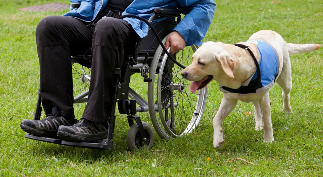 National Guide Dog Month (September 2025) | Days Of The Year
