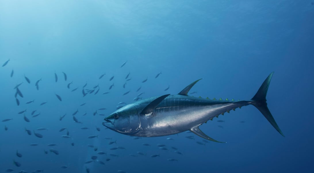 Fintastic Friday (May 8th, 2026) | Days Of The Year