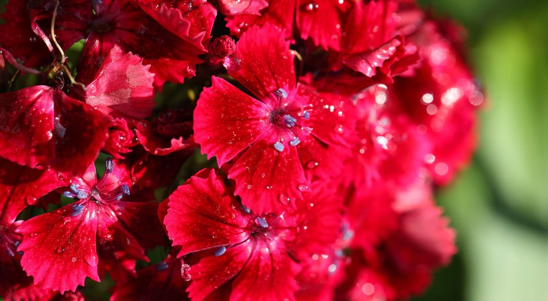 Curmudgeons Day (January 29th) | Days Of The Year