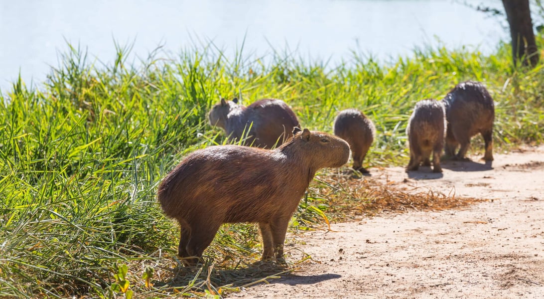 Mickey Mouse Day (November 18th) | Days Of The Year