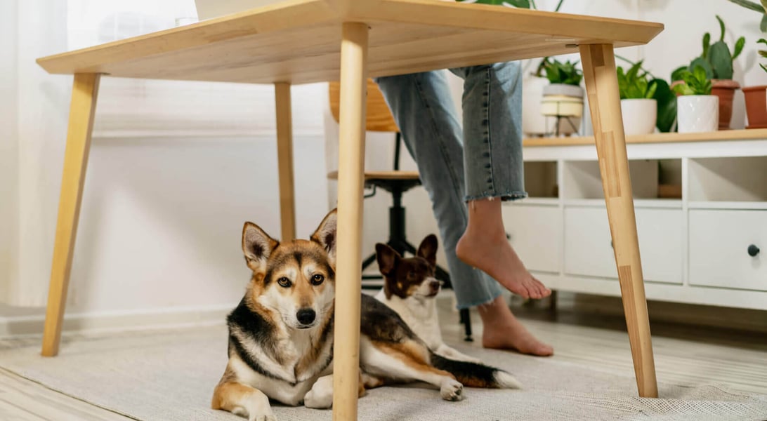 National Guide Dog Month (September 2025) | Days Of The Year