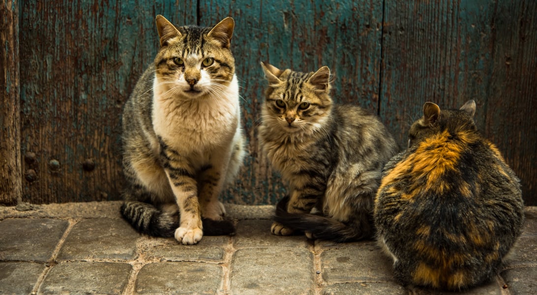 National Holidays on February 28th, 2025 | Days Of The Year