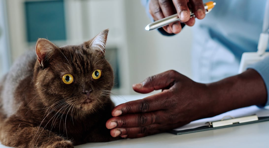 National Holidays on November 7th, 2025 | Days Of The Year