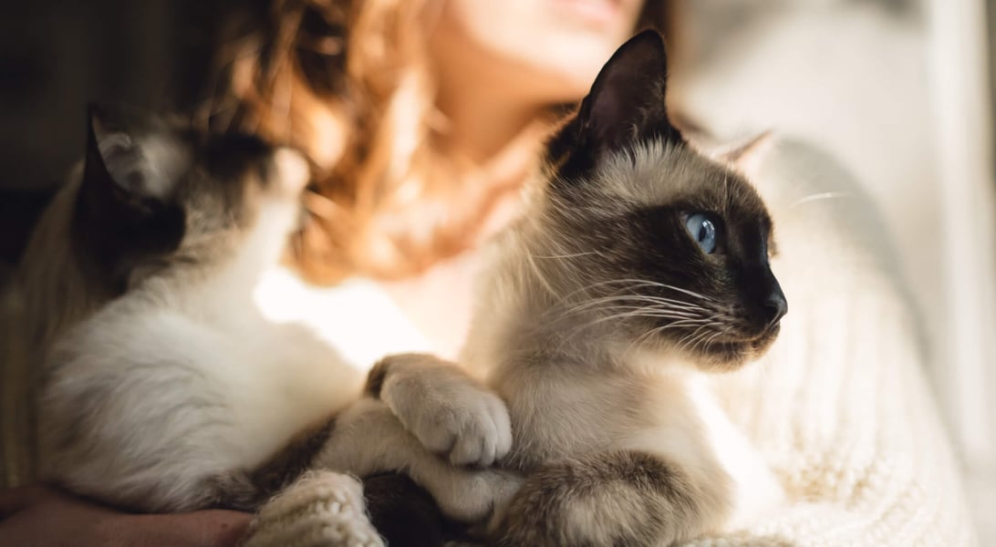 International Cat Day (August 8th) | Days Of The Year