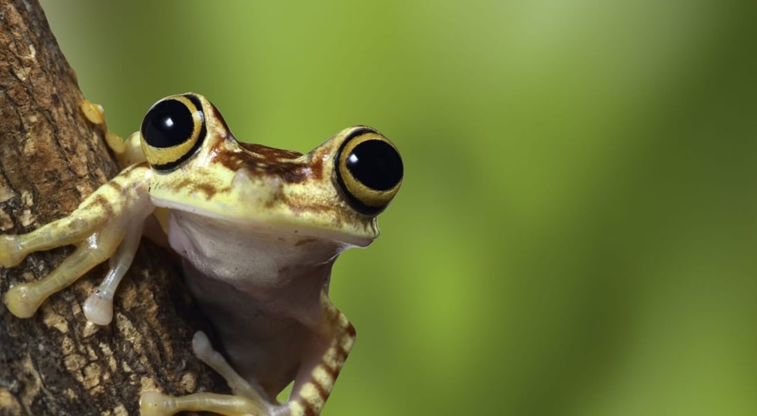 International Wild Koala Day (May 3rd) | Days Of The Year